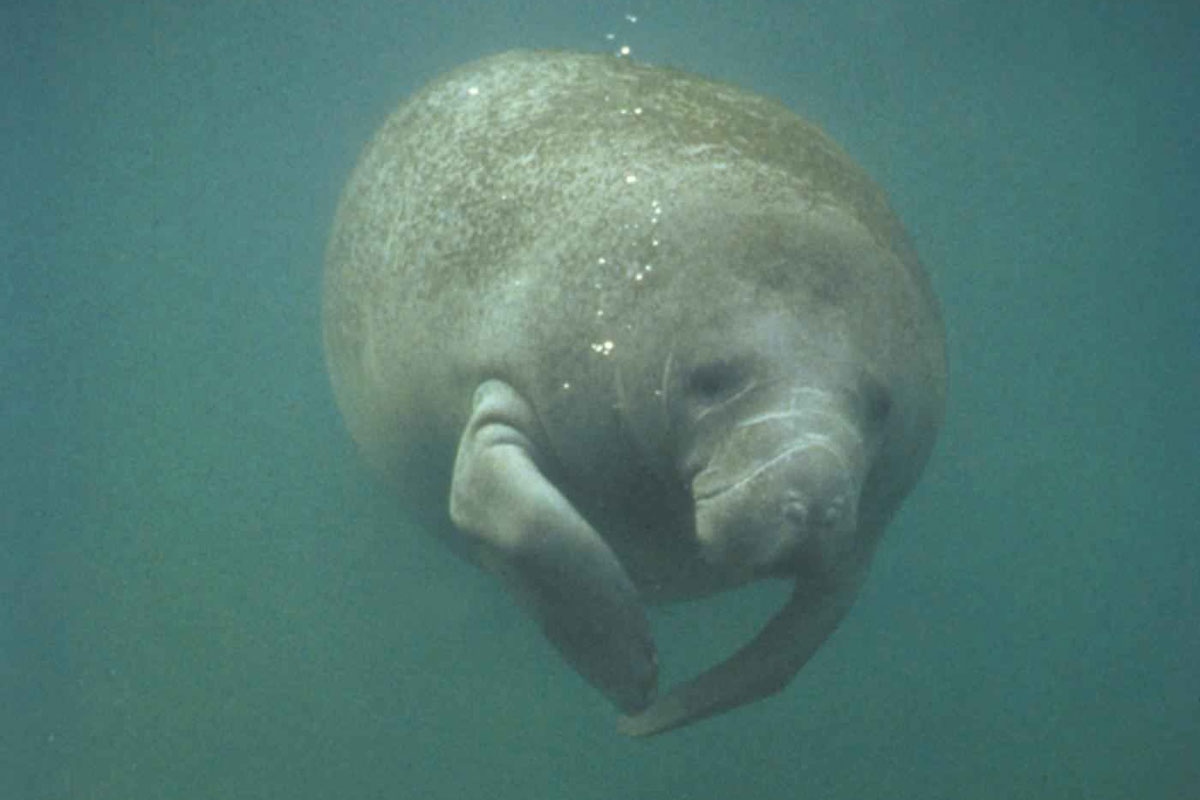 Manatí Amazónico – Art Walk Ecuador