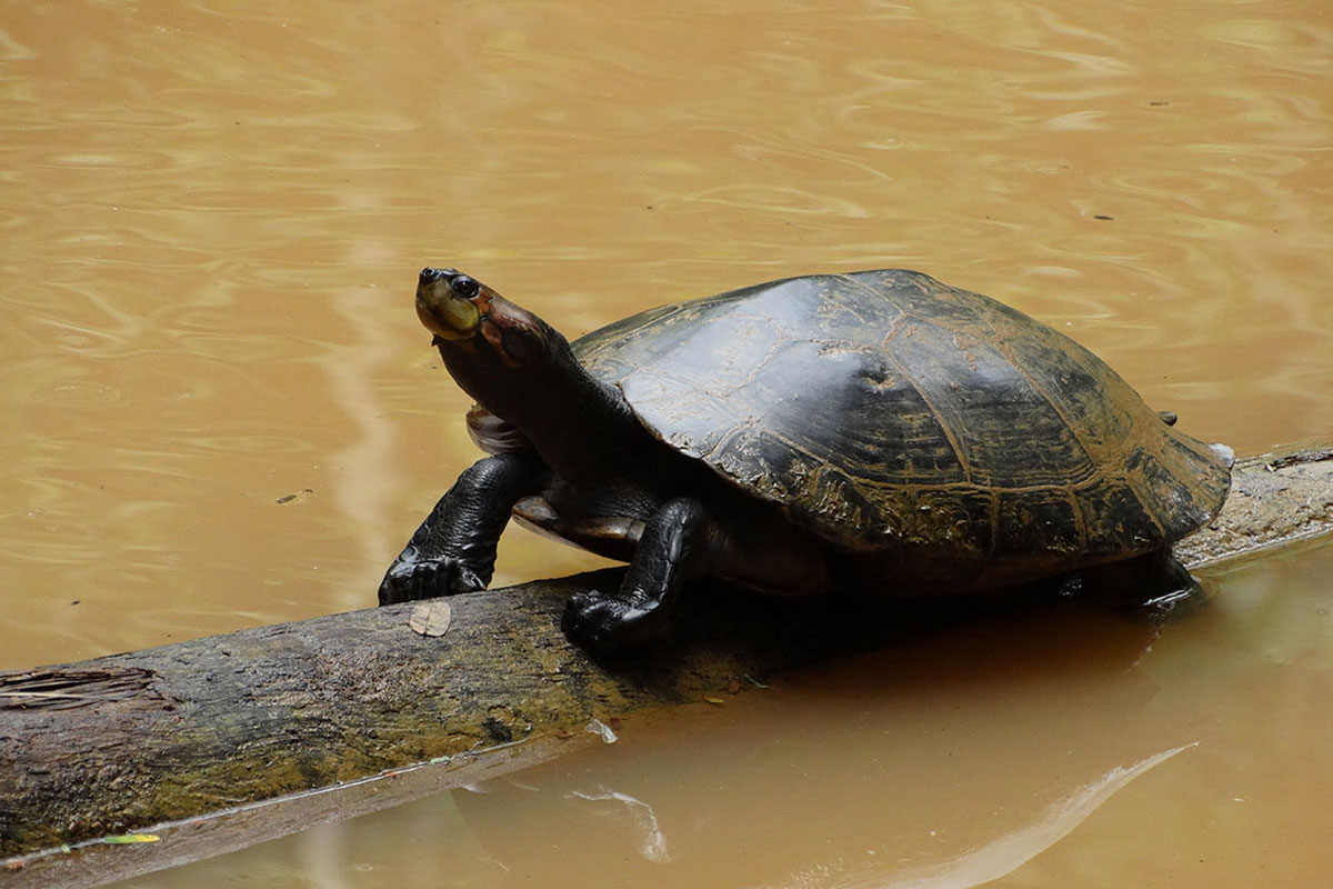 Tortuga Charapa – Art Walk Ecuador